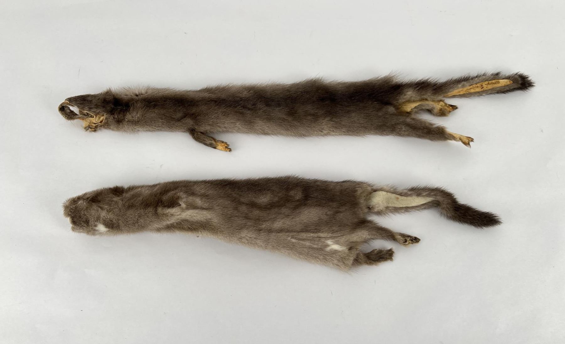 Ranch Tanned Silver Tanned Mink Hide Pelts