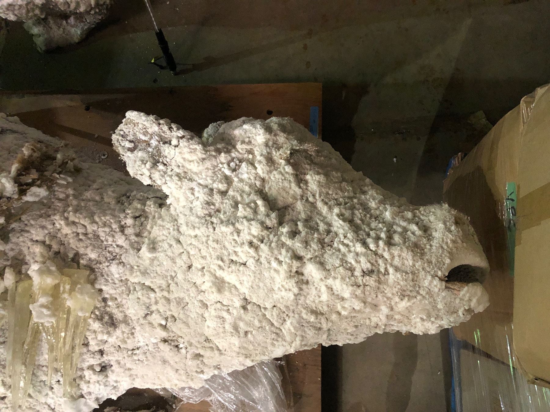 Lifesize frozen prop cow