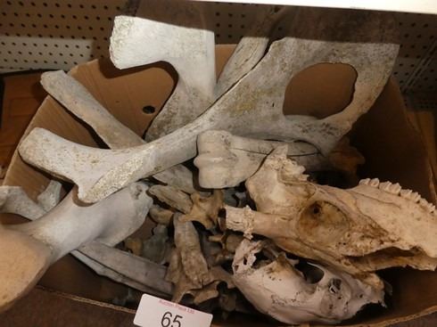 Collection of animal bones, skulls