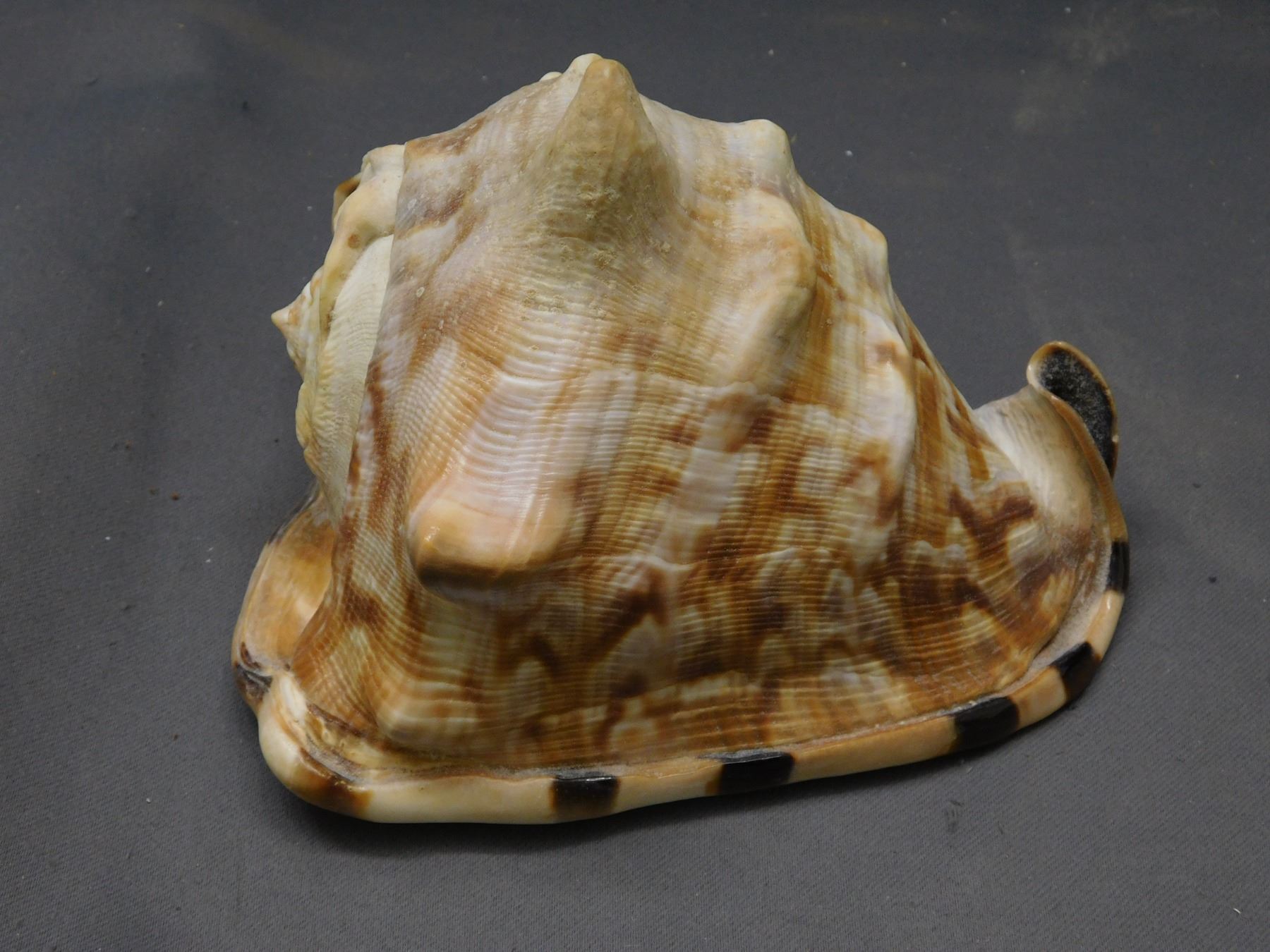 6" Conch Shell