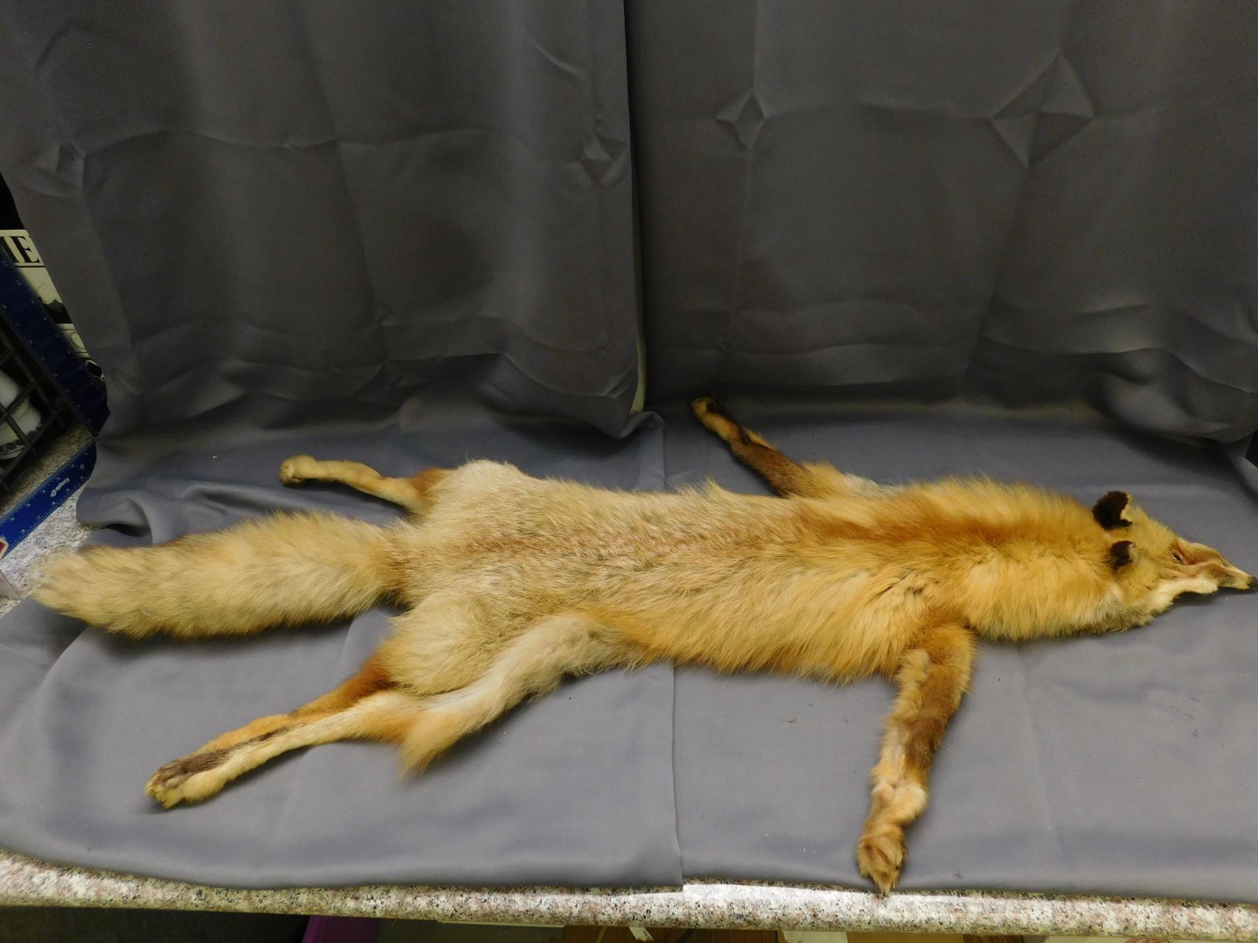 Red Fox Pelt
