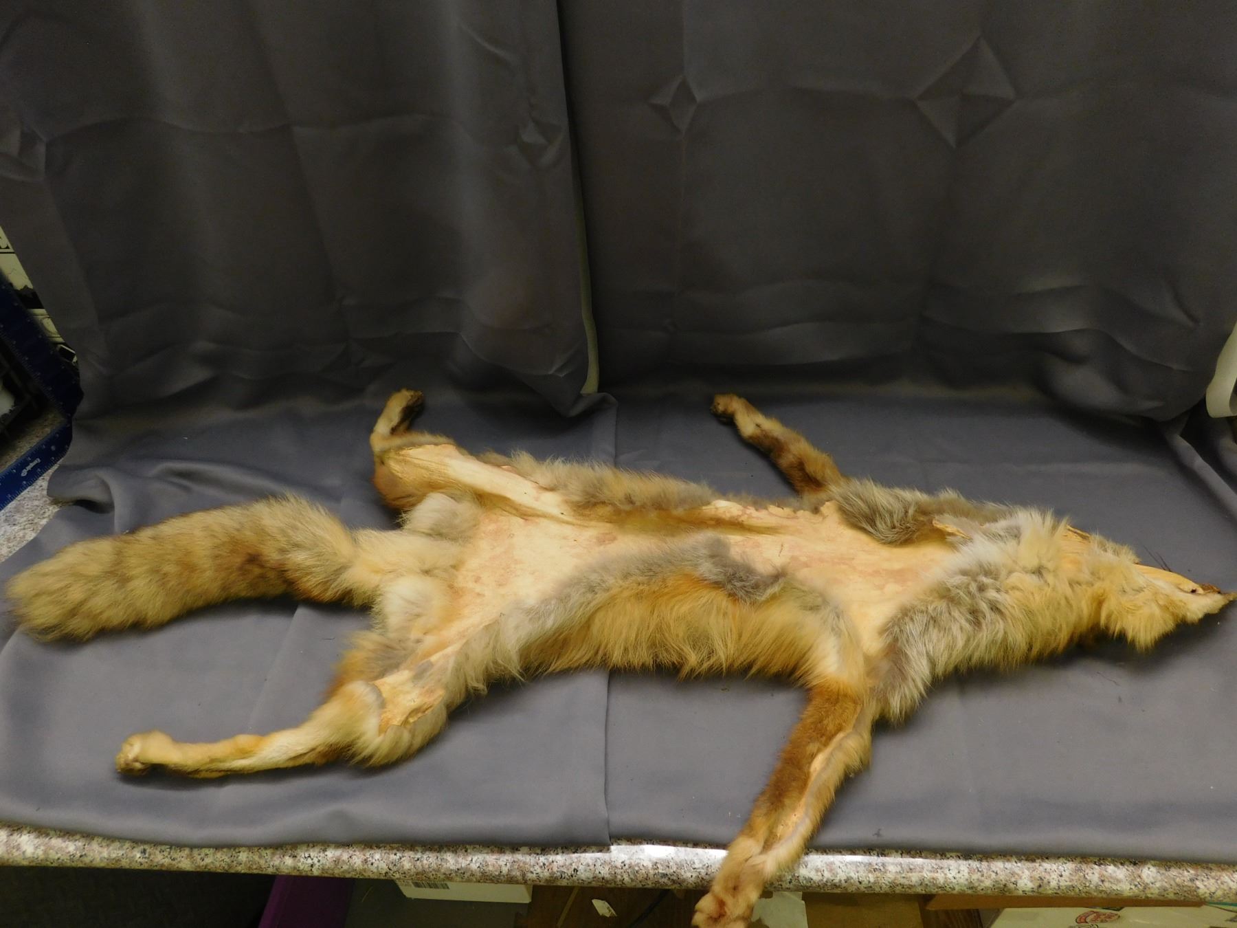 Red Fox Pelt