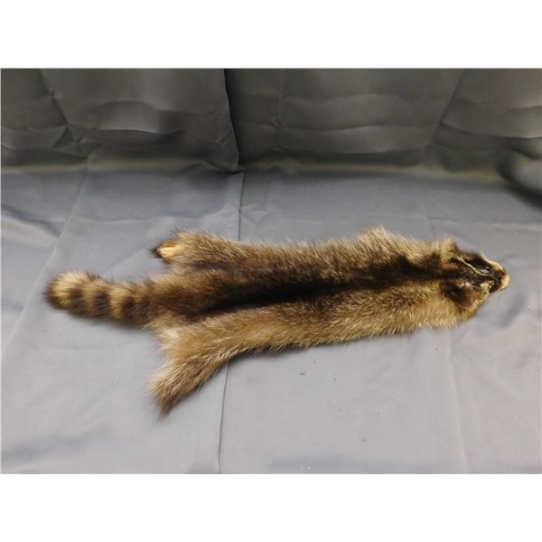 Racoon Pelt