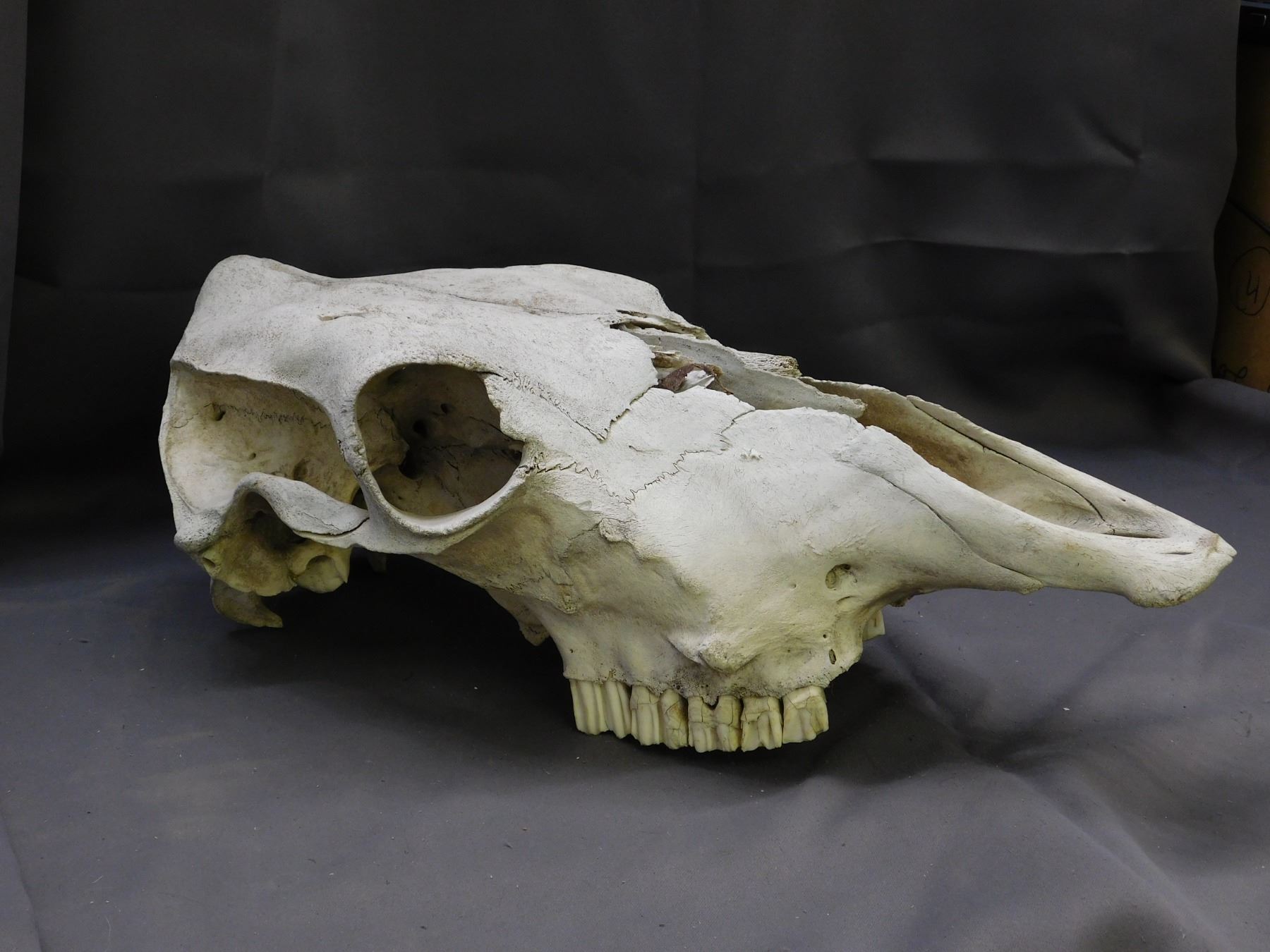 Real Animal Bone Cow Skull
