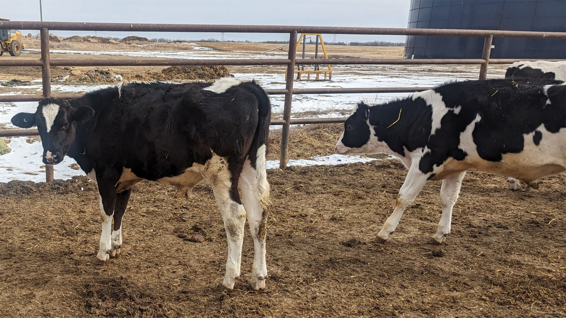 Wavy Lake Farming Co. - 550# Holstein Steers - 12 Head (Daysland, AB) - Team Auction Sales