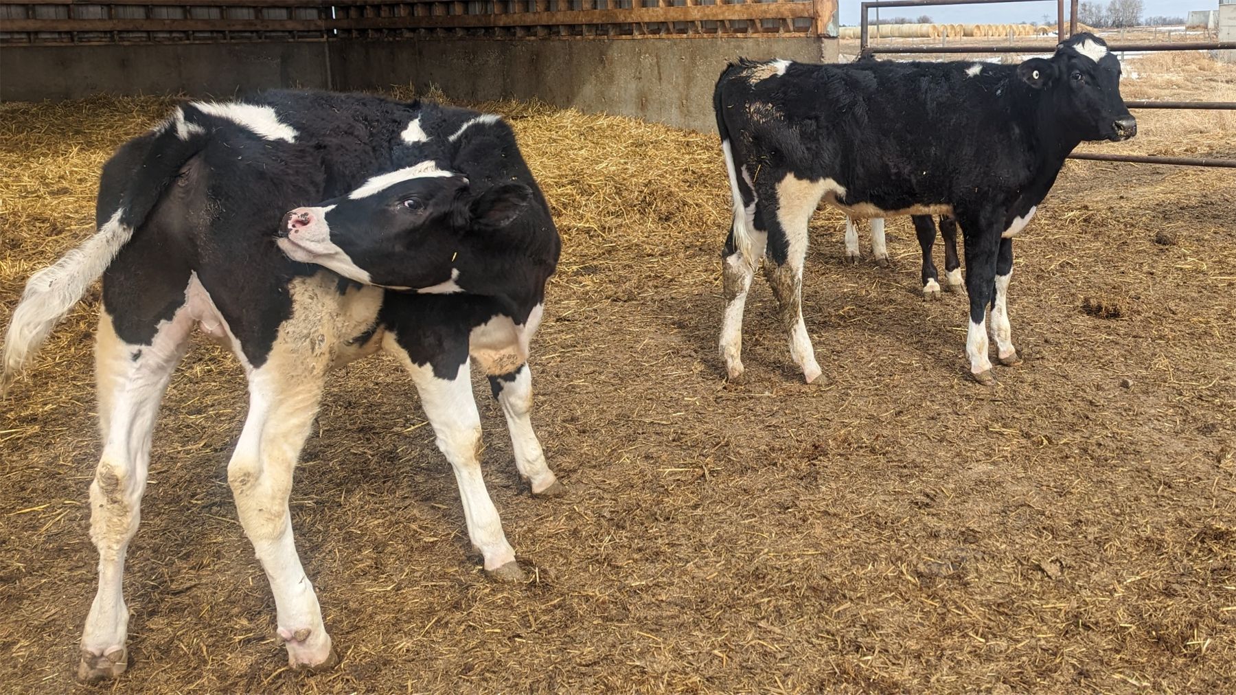 Wavy Lake Farming Co. - 550# Holstein Steers - 12 Head (Daysland, AB) - Team Auction Sales