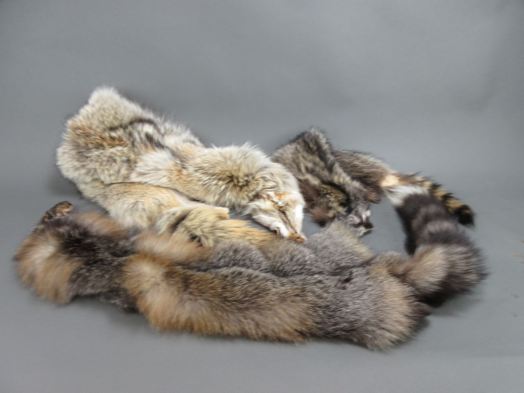 Tanned Coyote, Gray Fox, And Raccoon Hide