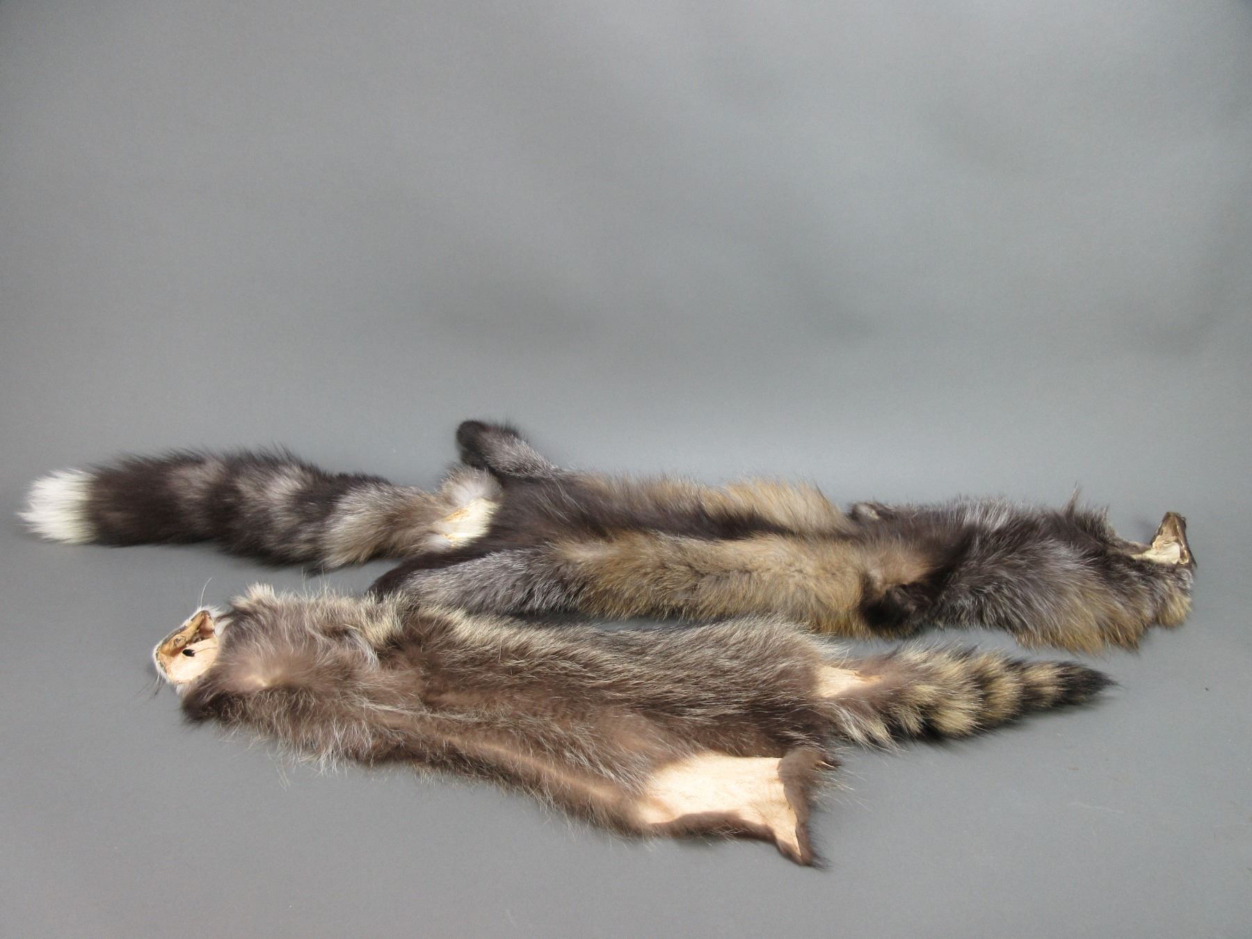 Tanned Coyote, Gray Fox, And Raccoon Hide