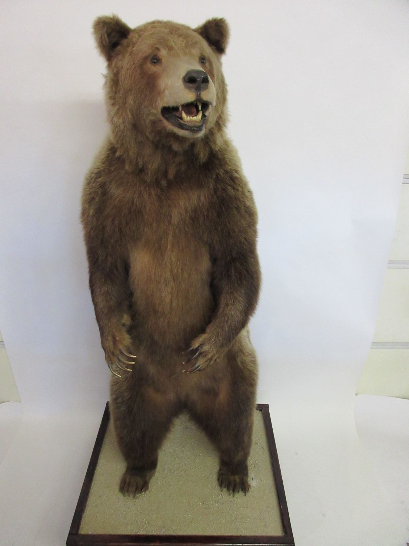 Full Mount Grizzly Bear- 37" X 31" Base- 83"H- Good Claws