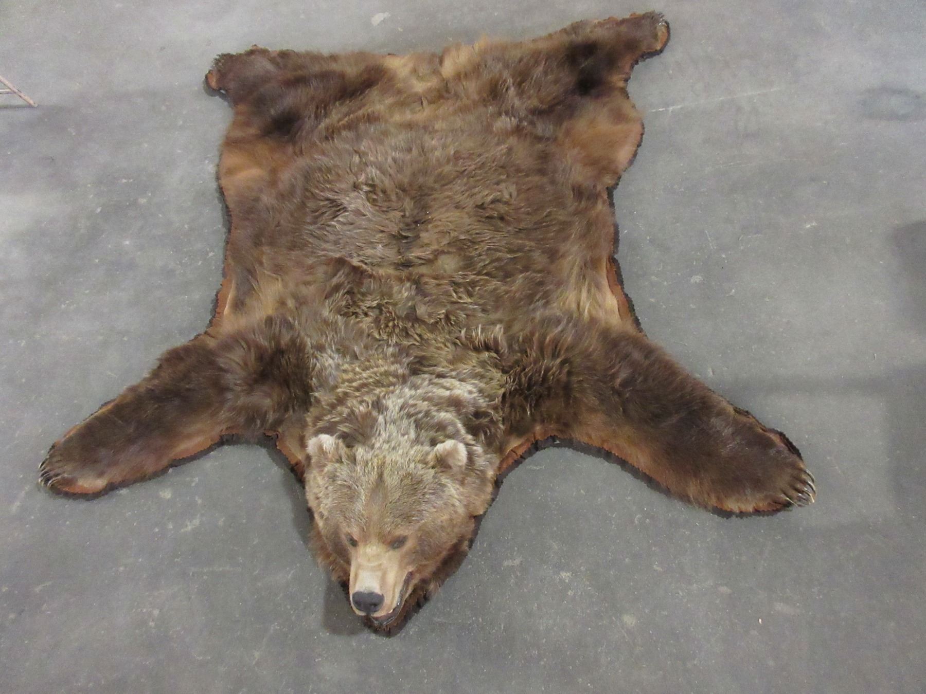 Very Large Double Matted Grizzly Bear Rug- Great Hair- Very Large Skull ...