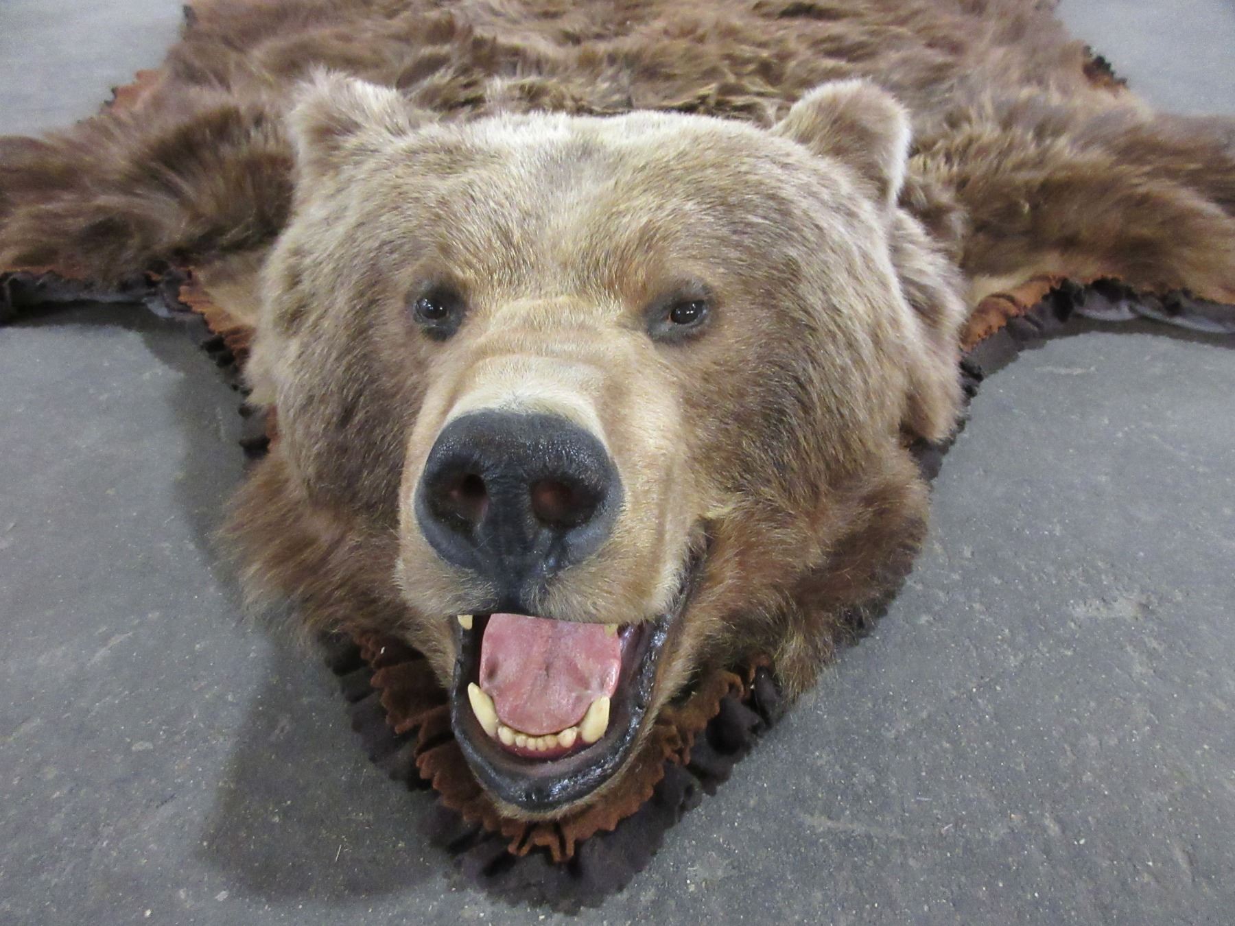 Very Large Double Matted Grizzly Bear Rug- Great Hair- Very Large Skull ...