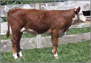 20 Cow - MCF LADY PARIS 3003 5102