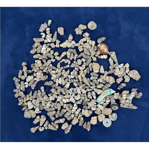 Collection Of Agatized Fossil Sea Shells