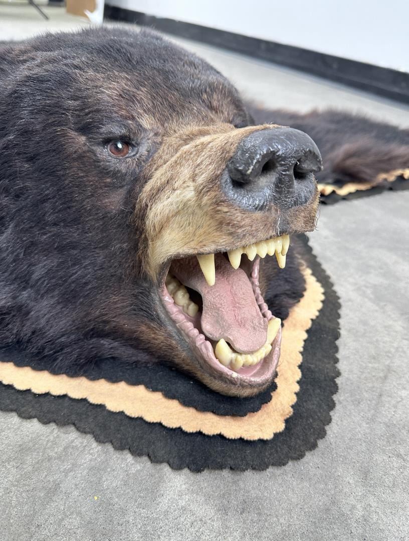 Gigantic Montana Taxidermy Black Bear Rug
