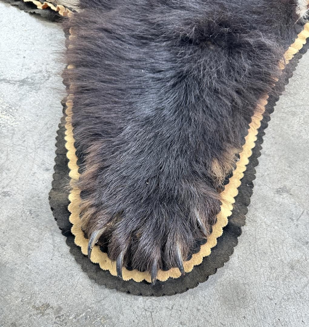 Gigantic Montana Taxidermy Black Bear Rug