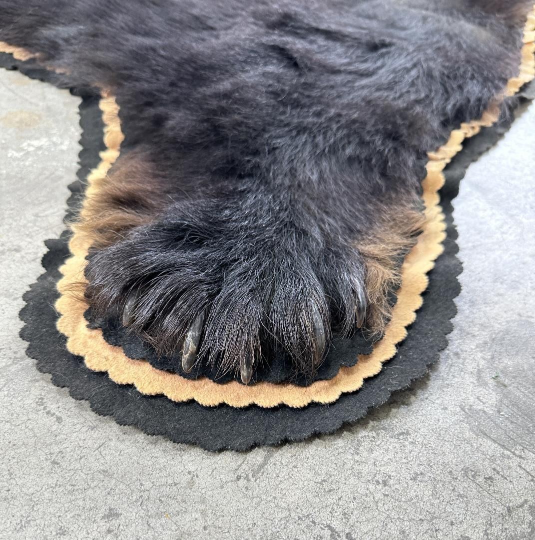 Gigantic Montana Taxidermy Black Bear Rug