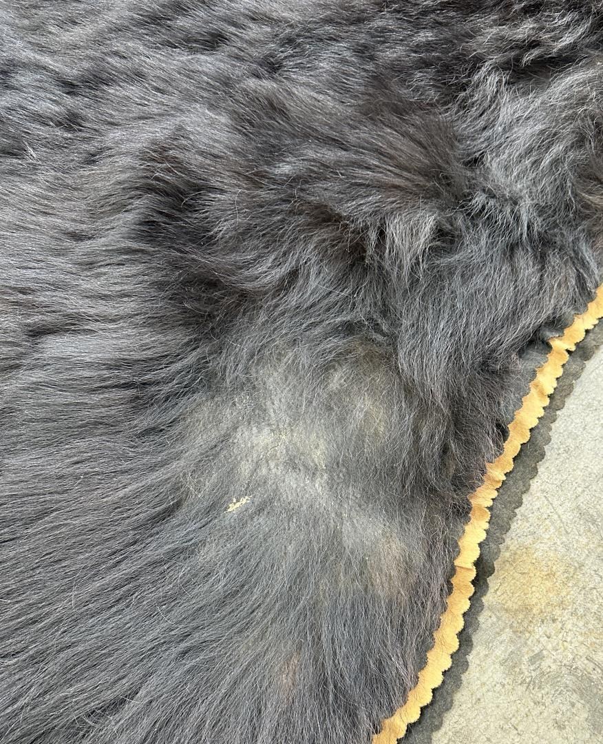 Gigantic Montana Taxidermy Black Bear Rug