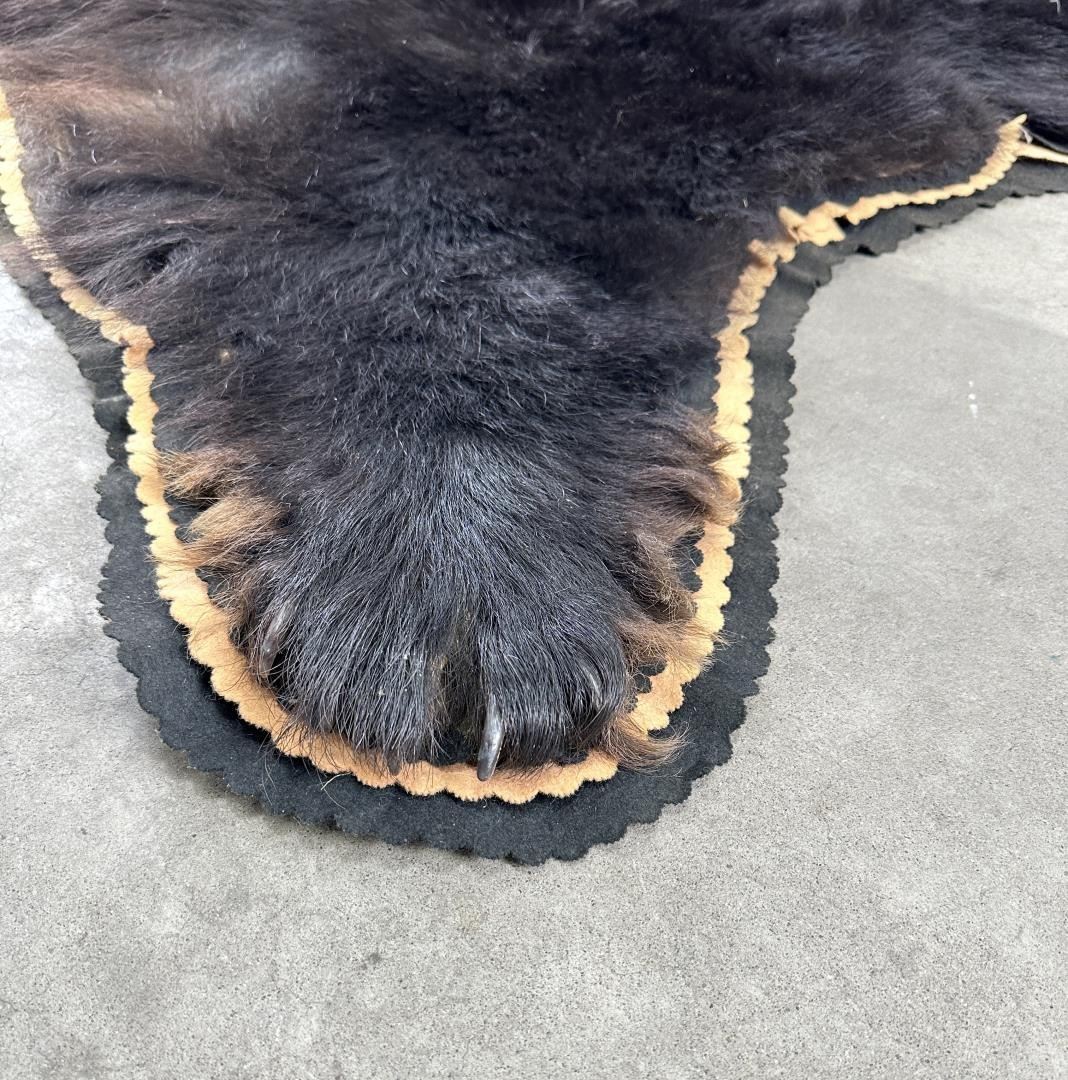 Gigantic Montana Taxidermy Black Bear Rug