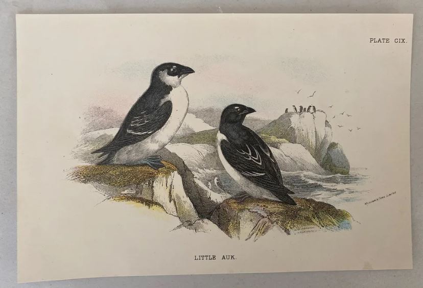 Antique 19th Century Wyman Sons Plate CIX Little Aux Bird Chromolithograph