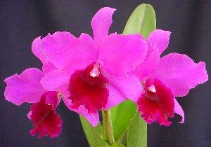 Lc Molly Tyler 'Black River' FCC/AOS