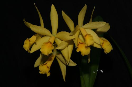 Blc Golden Tang 'Linwood' HCC/AOS
