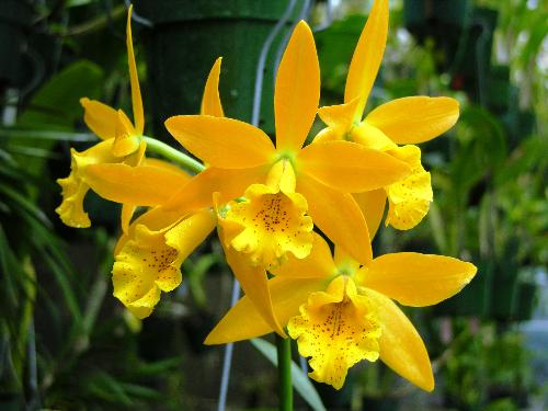 Blc Golden Tang 'Perfect Sentinel' ( Blc Waikiki Gold x Bl Richard Mueller)
