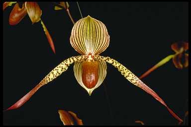Paph Julius 'Majestic' FCC/AOS (lowii x roth)