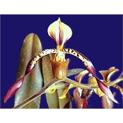 Paph ( Robinianum x Lady Isabel)