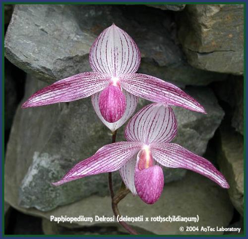 Paph Delrosi 'Sail Away' AM