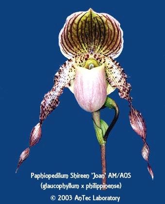 Paph Shireen ' Joan' AM/AOS