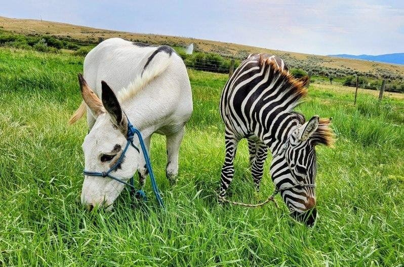 Zebra & Zonkey - Northern Livestock Video Auction
