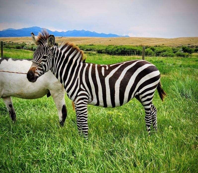 Zebra & Zonkey - Northern Livestock Video Auction