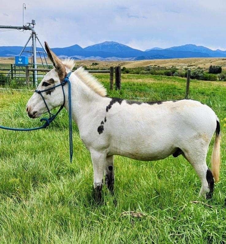 Zebra & Zonkey - Northern Livestock Video Auction