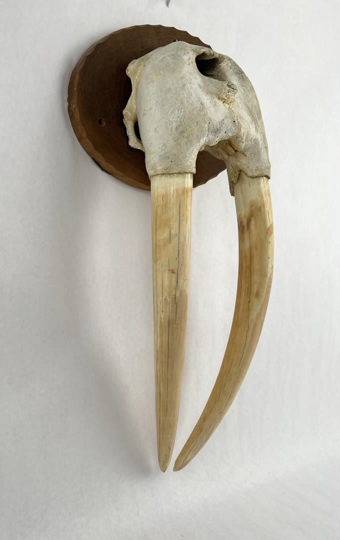 Antique Taxidermy Walrus Tusks