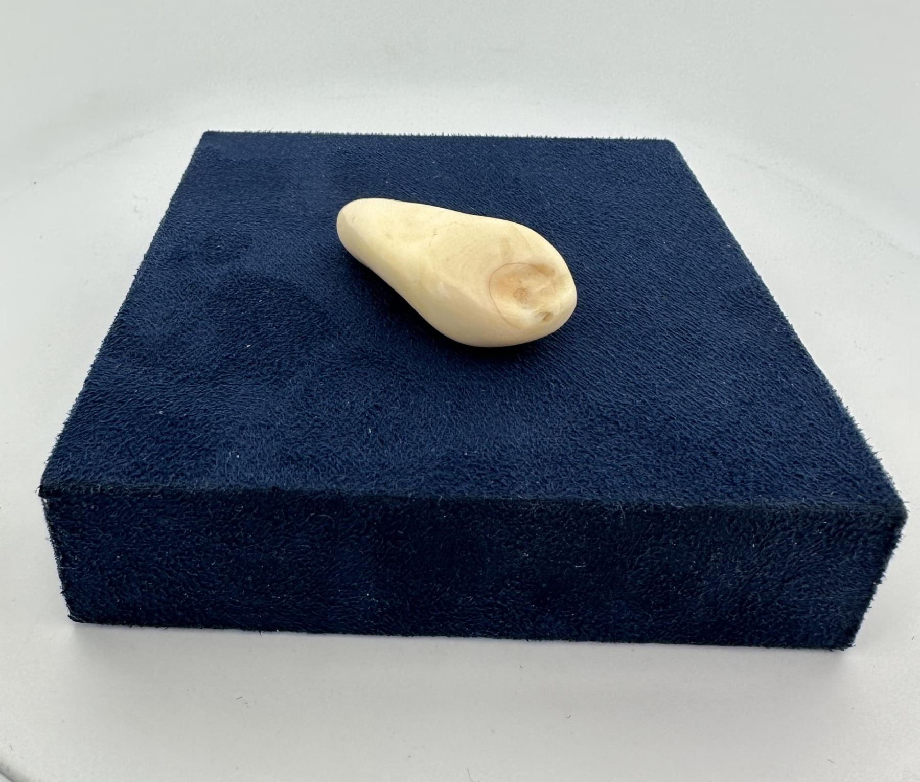 Antique Taxidermy Walrus Tooth