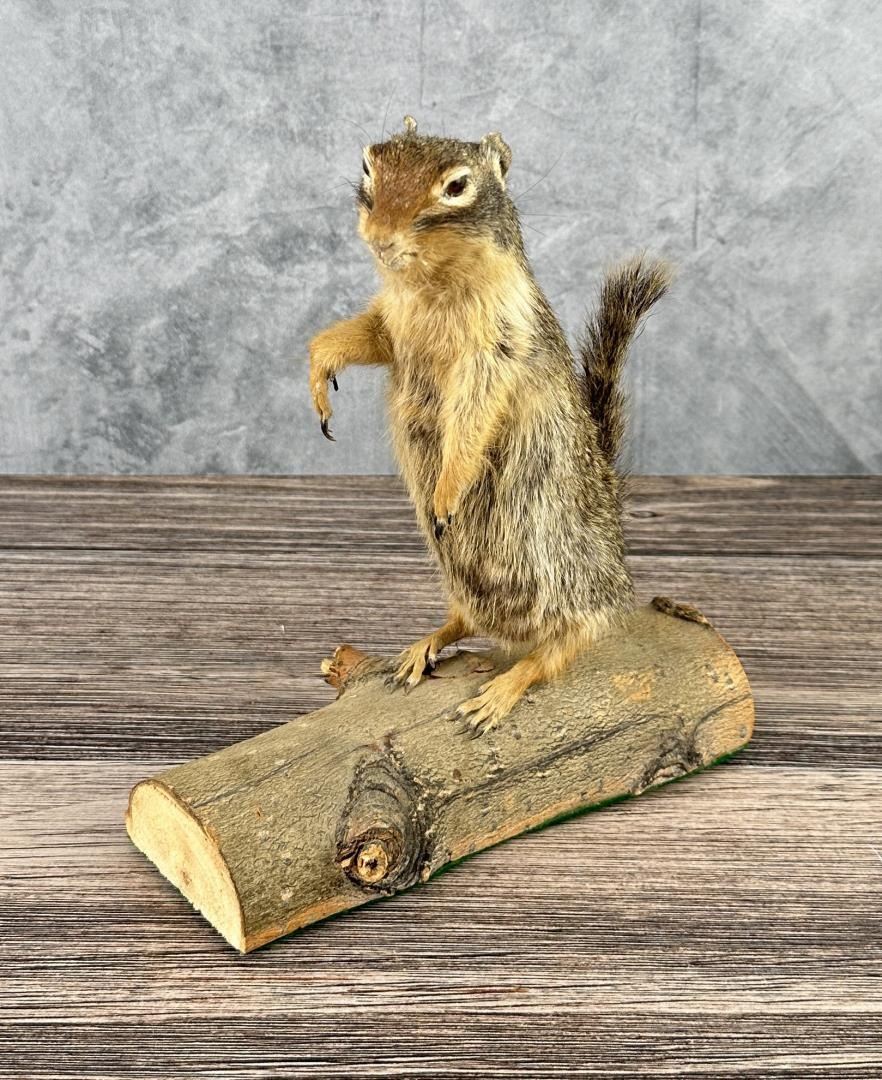 Montana Pine Squirrel Taxidermy Mount