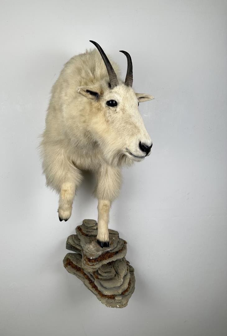 Trophy Montana Mountain Goat Shoulder Mount