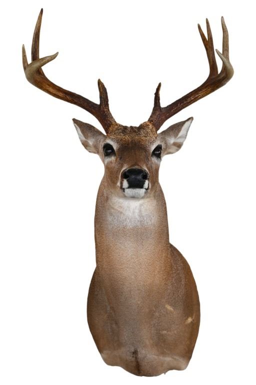Whitetail Deer Taxidermy Mount
