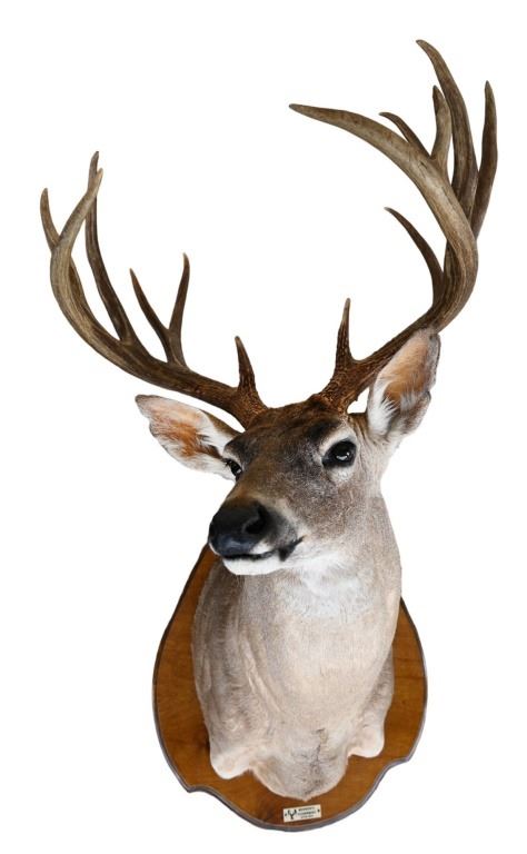 Whitetail Deer Taxidermy Mount