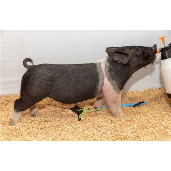 2024 Jordie's Show Pigs - 2024 Jordie's Show Pigs - Page 1 of 2 ...