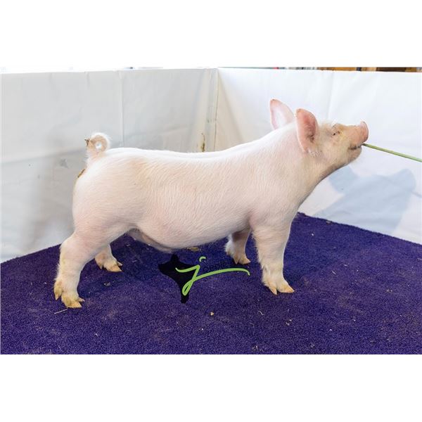 2024 Jordie's Show Pigs - 2024 Jordie's Show Pigs - Page 1 of 2 - Frontier Live Sale