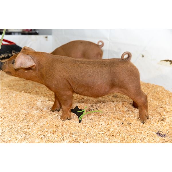 2024 Jordie's Show Pigs - 2024 Jordie's Show Pigs - Page 1 of 2 - Frontier Live Sale