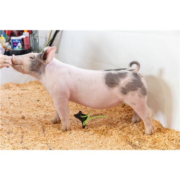 2024 Jordie's Show Pigs - 2024 Jordie's Show Pigs - Page 1 of 2 - Frontier Live Sale