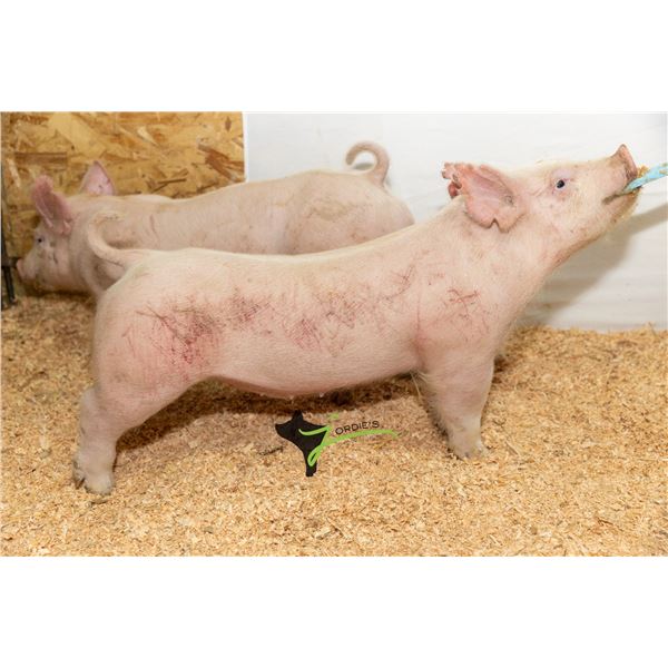 2024 Jordie's Show Pigs - 2024 Jordie's Show Pigs - Page 1 of 2 ...