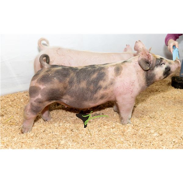 2024 Jordie's Show Pigs - 2024 Jordie's Show Pigs - Page 1 of 2 - Frontier Live Sale