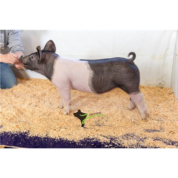 2024 Jordie's Show Pigs - 2024 Jordie's Show Pigs - Page 1 of 2 - Frontier Live Sale