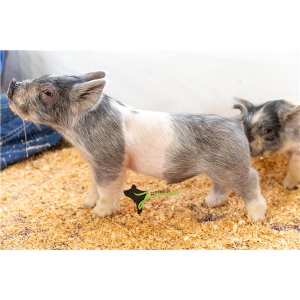 2024 Jordie's Show Pigs - 2024 Jordie's Show Pigs - Page 1 of 2 ...