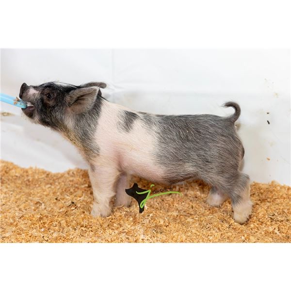 2024 Jordie's Show Pigs - 2024 Jordie's Show Pigs - Page 1 of 2 ...