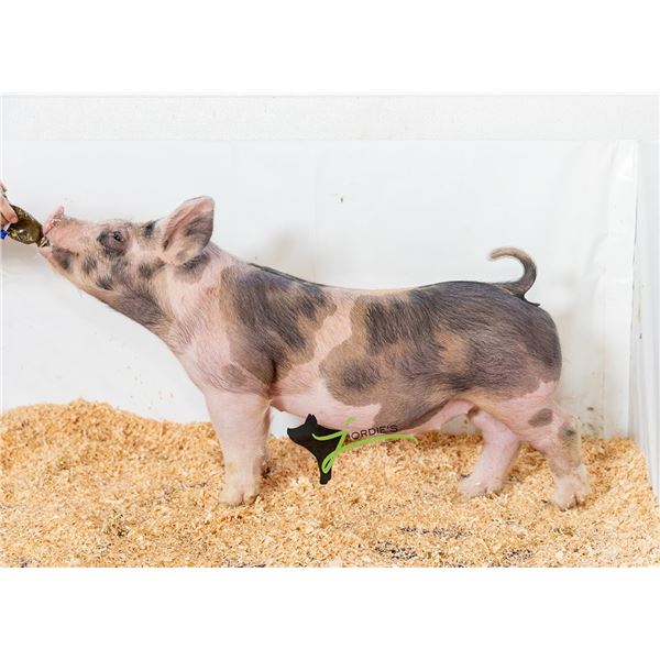 2024 Jordie's Show Pigs - 2024 Jordie's Show Pigs - Page 1 of 2 ...