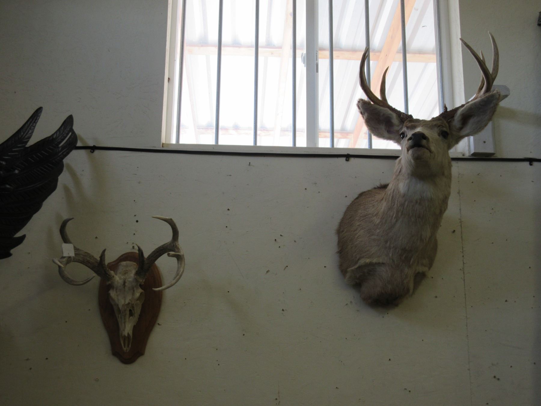 8 Point Whitetail Shoulder Mount- Heavy 8 Point Whitetail Skull On A Plaque